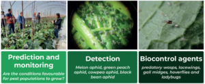 Biological control of aphids in zucchini – IPMworks