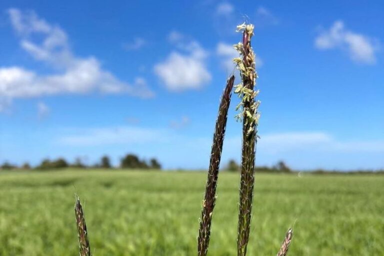 New Field Reports Added to the IPMWORKS Toolbox: In-Field Comparisons of IPM Strategies Across ...